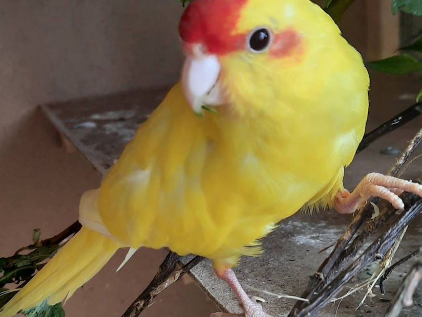 Попугай Какарик (Ново-Зеландский Прыгающий) самка