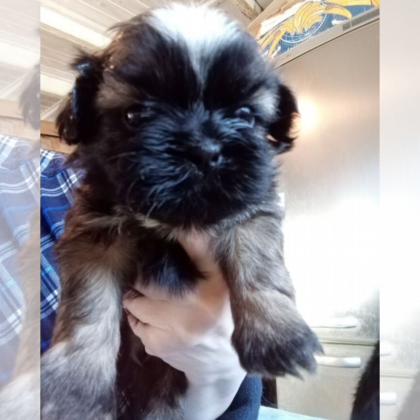 Ши-тцу, щенок