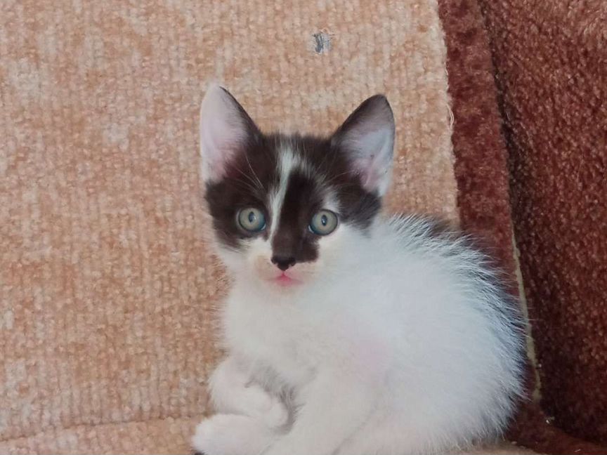 Котëнок в добрые руки мальчик