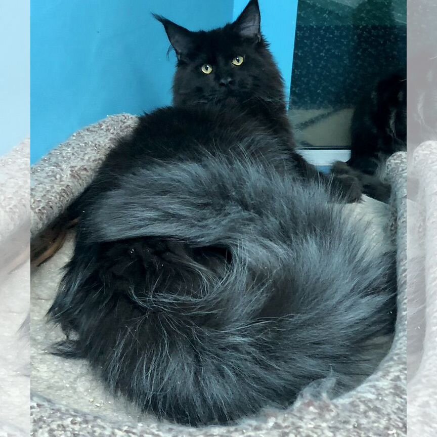 Мейн-куненок черный Банан