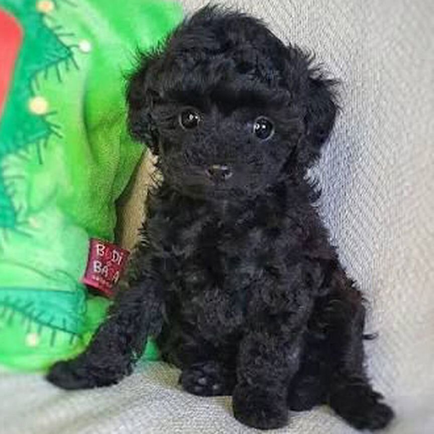 Той-пудель, щенок