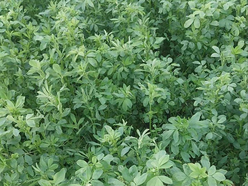 Сено Люцерна