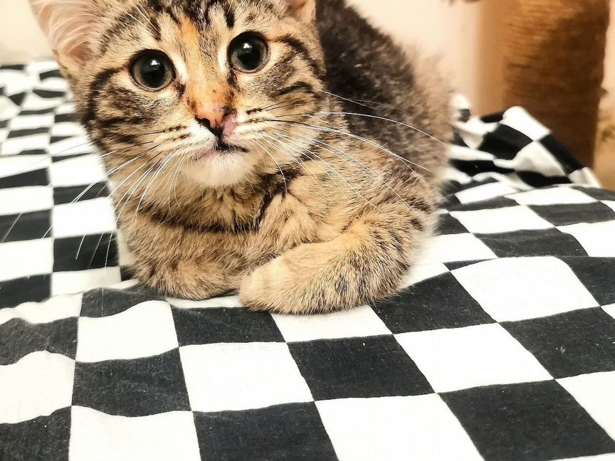 Ласковый котёнок Феня в дар