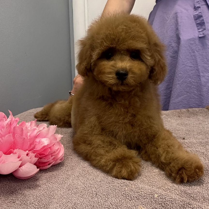 Той-пудель, щенок