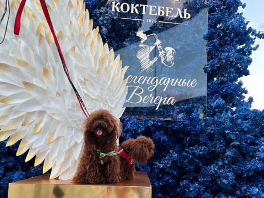 Тикап тэдди пудель микро Мэри и Чен
