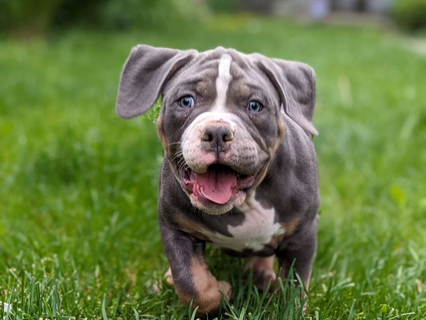 Американский булли щенки, классики от чемпионов