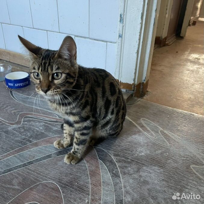 Бенгальскии кошки, сестры