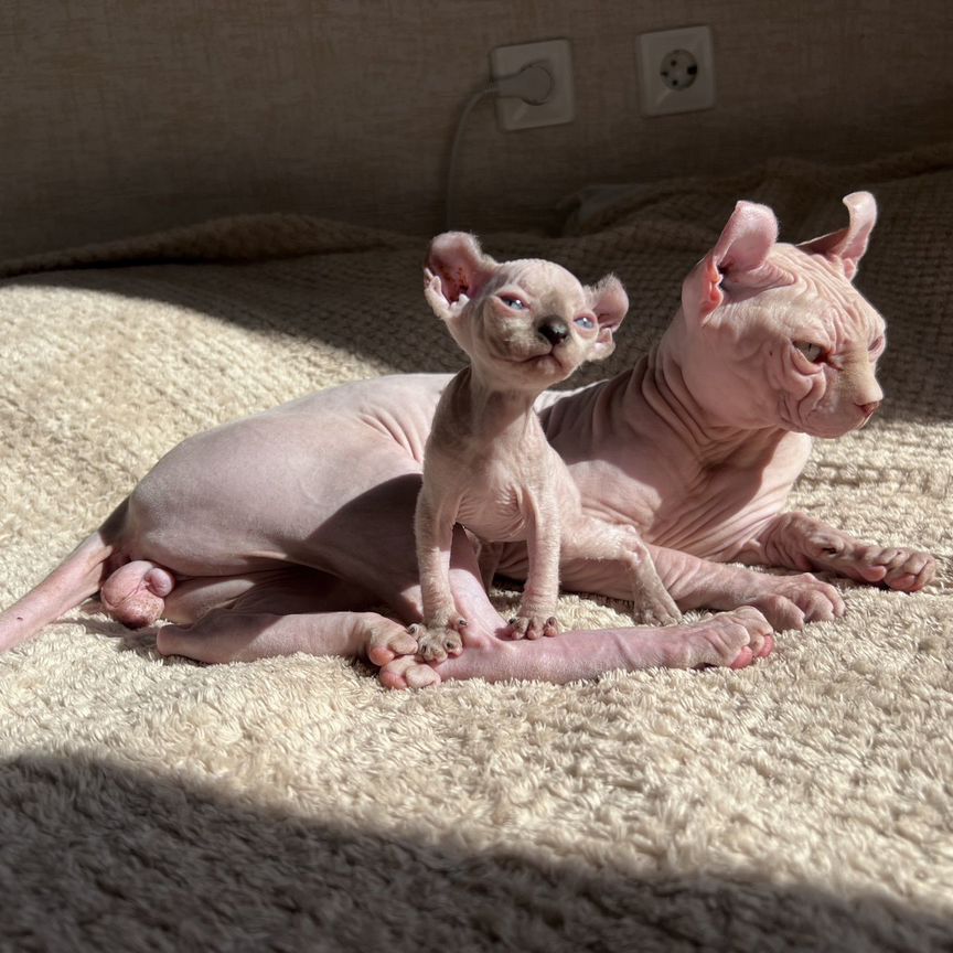 Донской сфинкс эльф котенок
