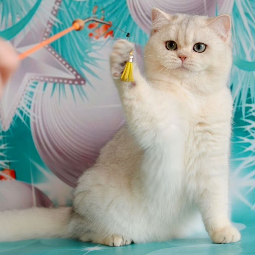 Серебристая шиншилла