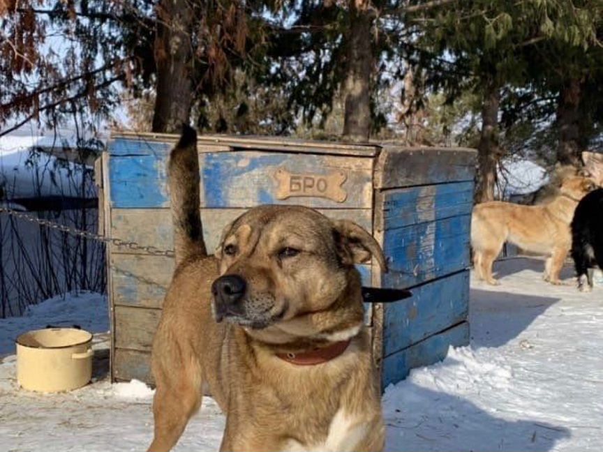 Собака в добрые руки