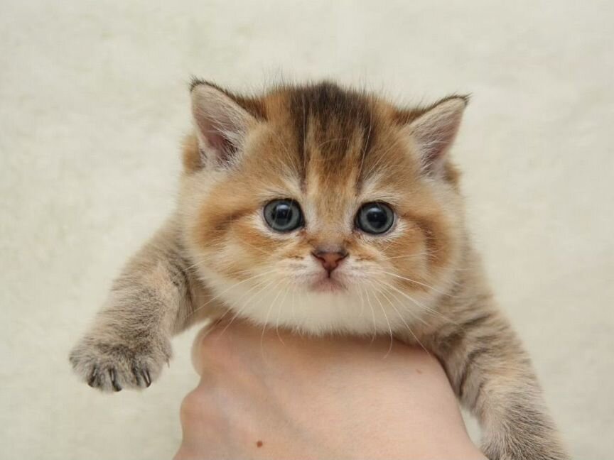 Великолепные плюши