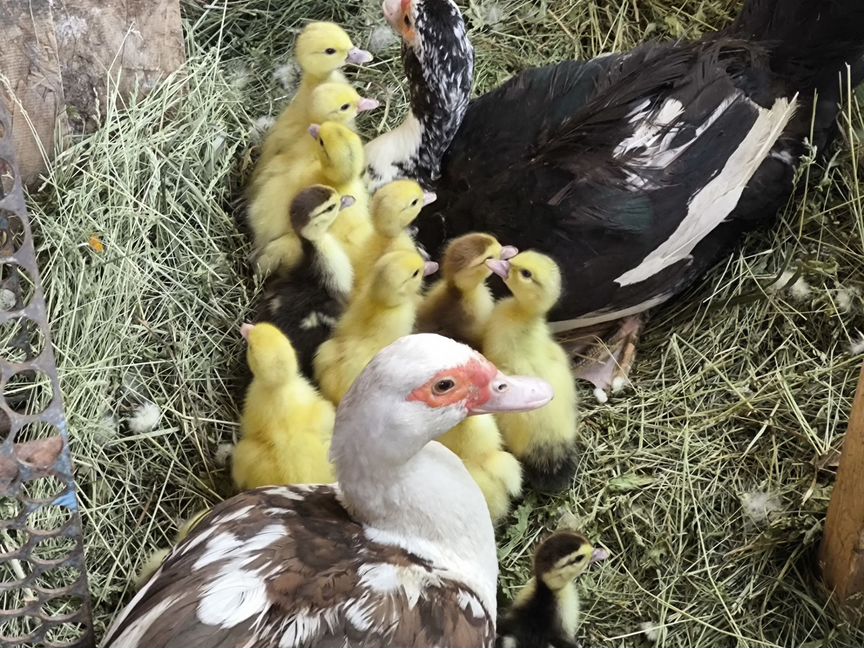 Мускусные индоутята