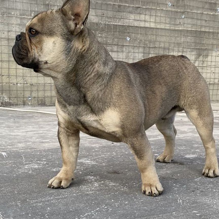 Французский бульдог кабель вязка