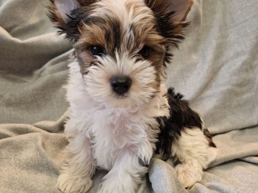 Щенок бивер йорк мальчик