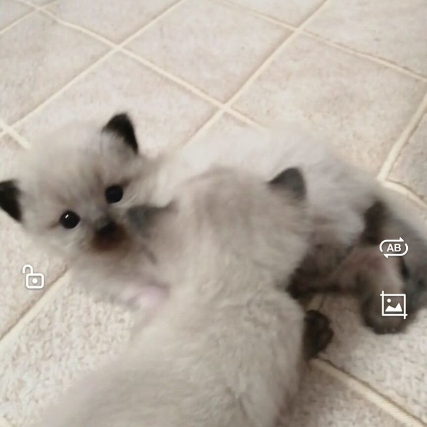 Тайские котята