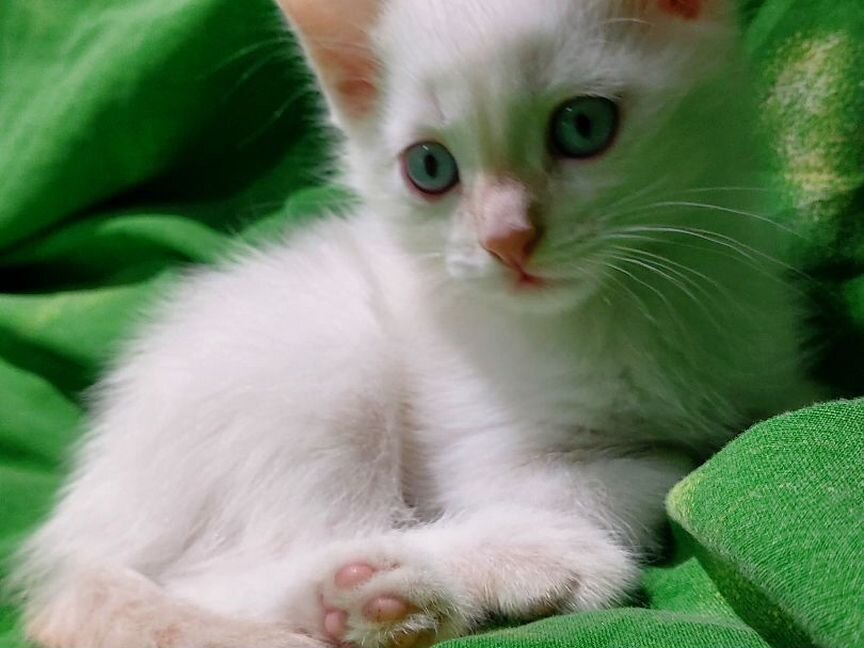 Тайский котенок мальчик