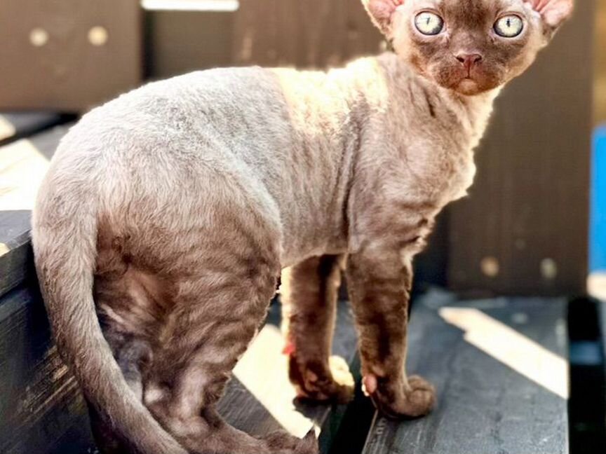 Шоколадный мальчик Девон-рекс