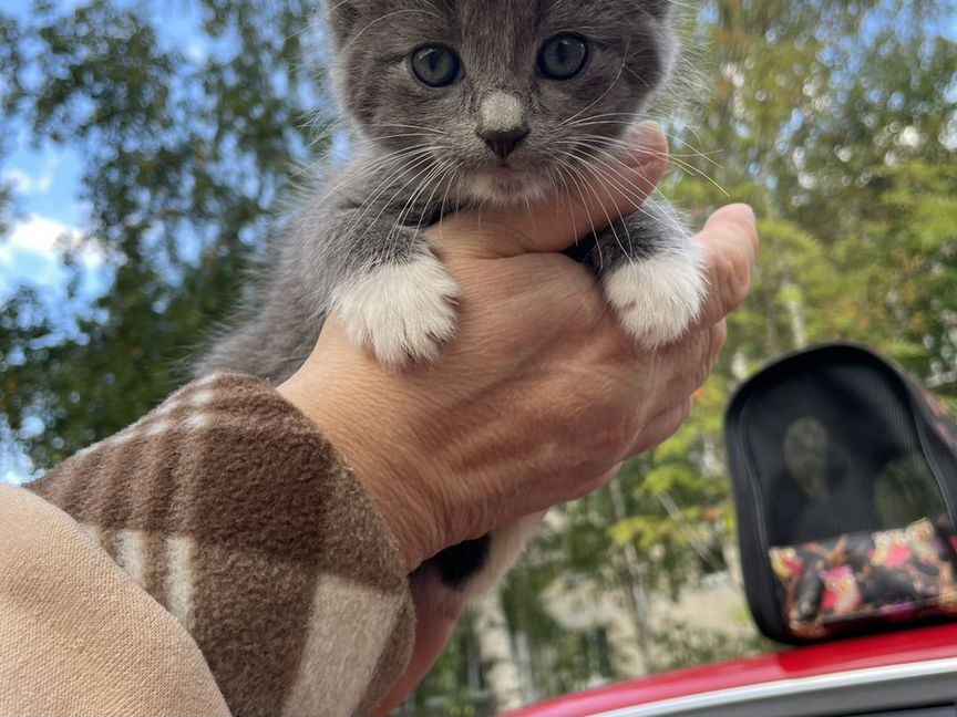 Дымчатый мальчик котенок бесплатно