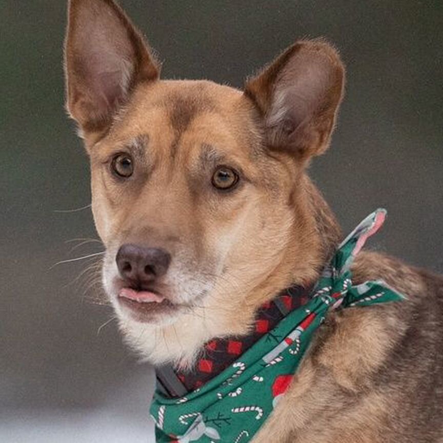 Хороший песик ищет семью, в дар