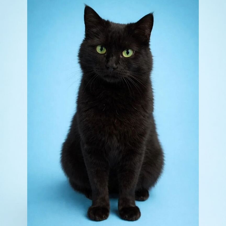 Взрослая, кошка в добрые руки