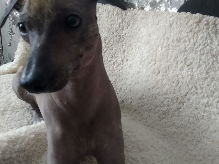 Ксолоитцкуинтли мексиканская голая