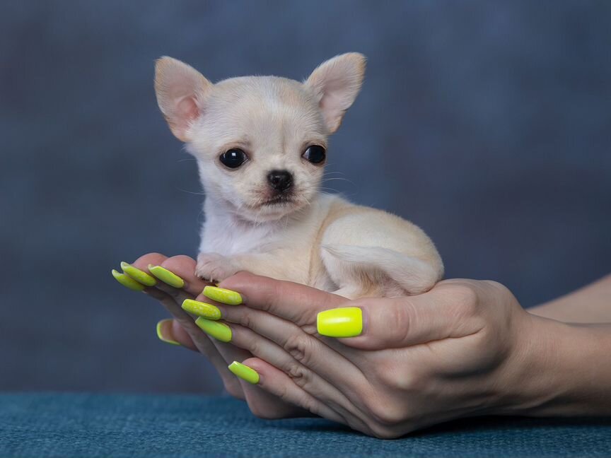 Чихуахуа девочка мини