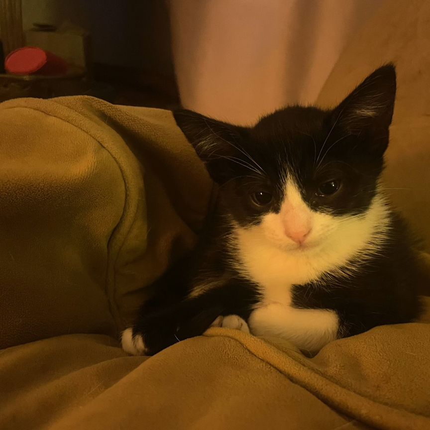 Котёнок от частного владельца