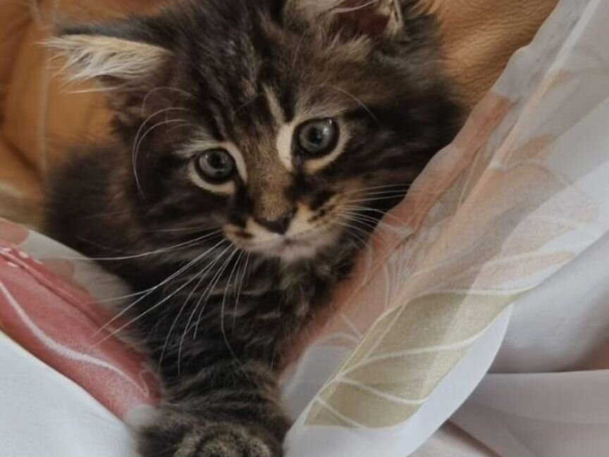 Настоящие сибиряки