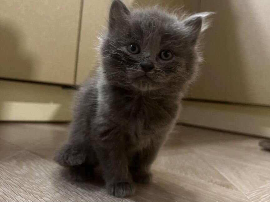 Котята черный, серый, белый