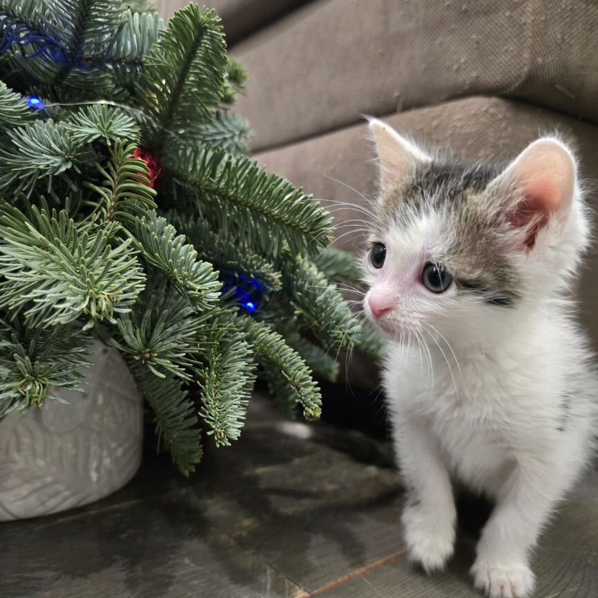 Котёнок от частного владельца