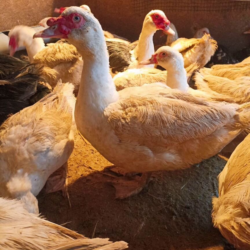 Селезни индоутки