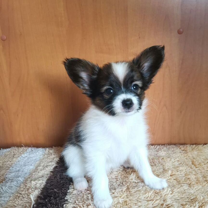 Щенки папийона мальчики