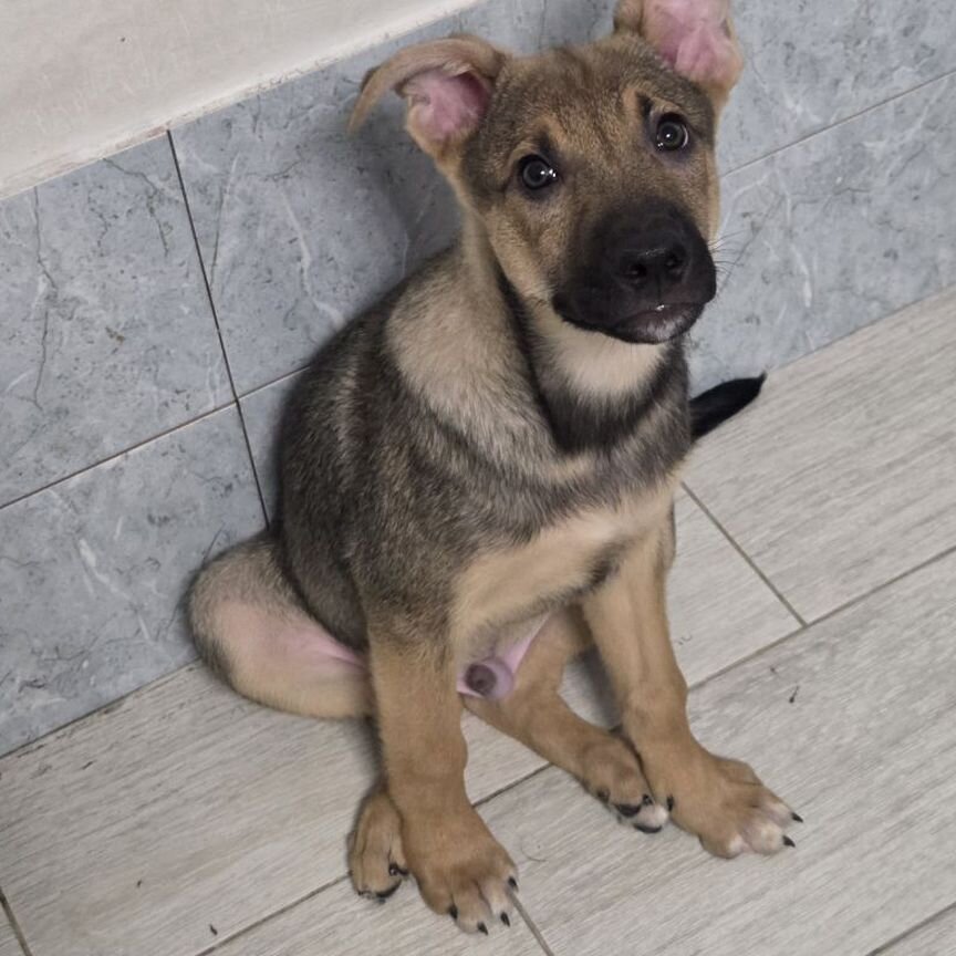 Щенок в добрые руки