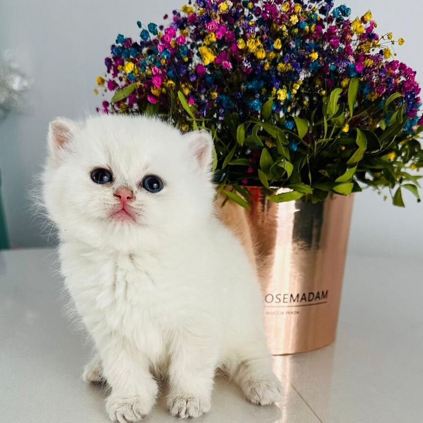 Британские котята