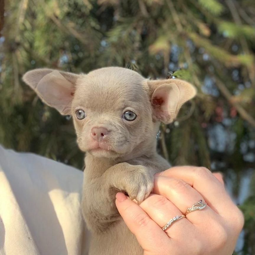 Лиловая девочка