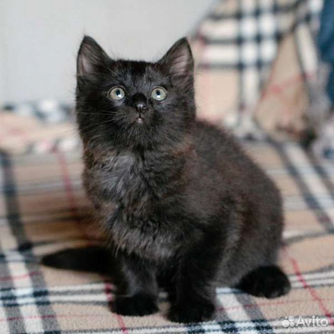 Черненький кошачий малыш ждёт вас в"Лесном приюте"