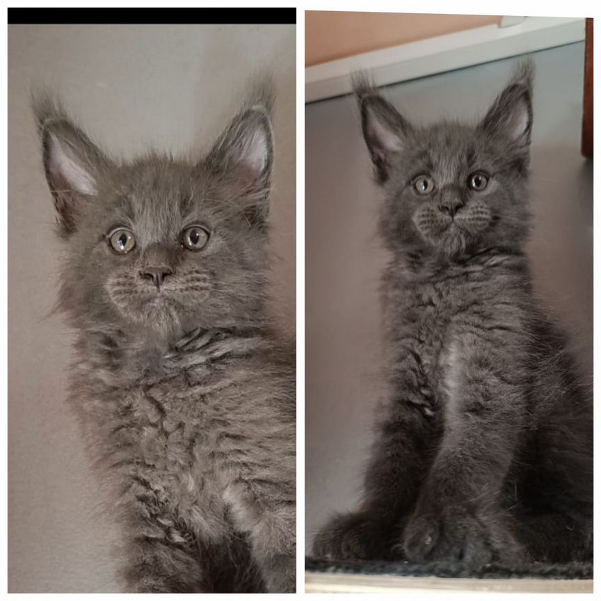 Мейн-кун мальчик голубой солид с кисточками