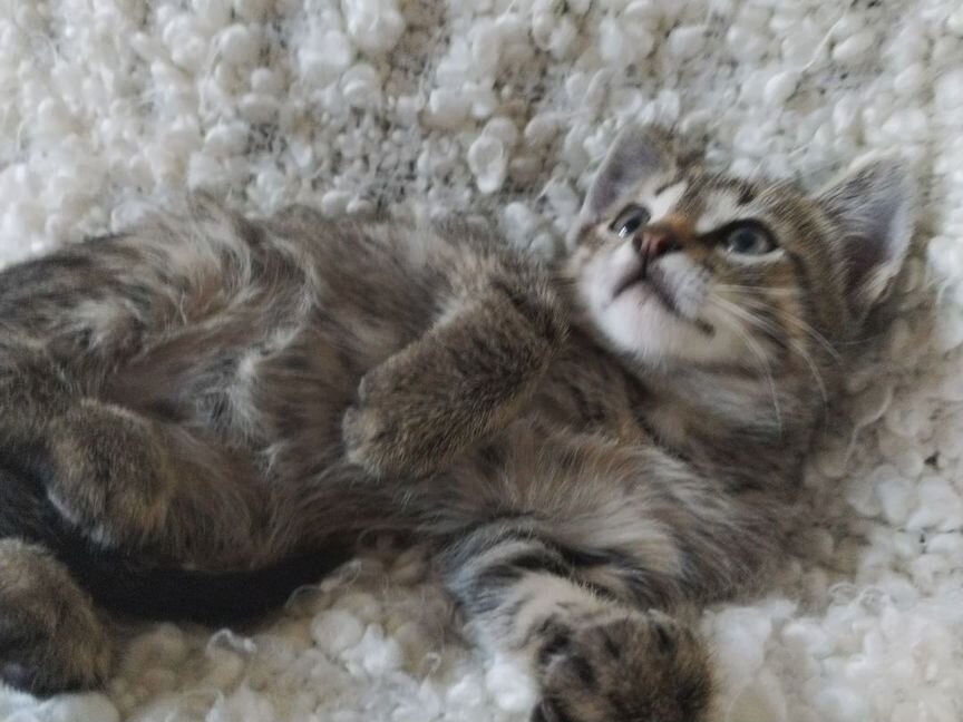 Котята разных окрасов
