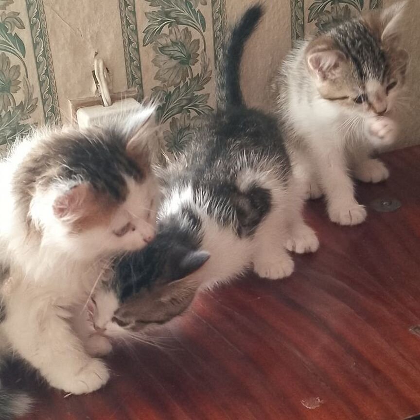 Котята отдам, от кошки крысоловки
