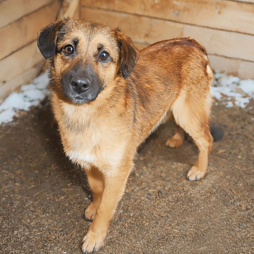 Взрослая собака в добрые руки