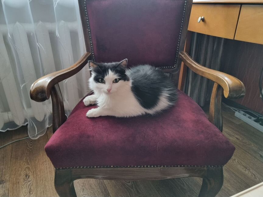 Кошка в добрые руки