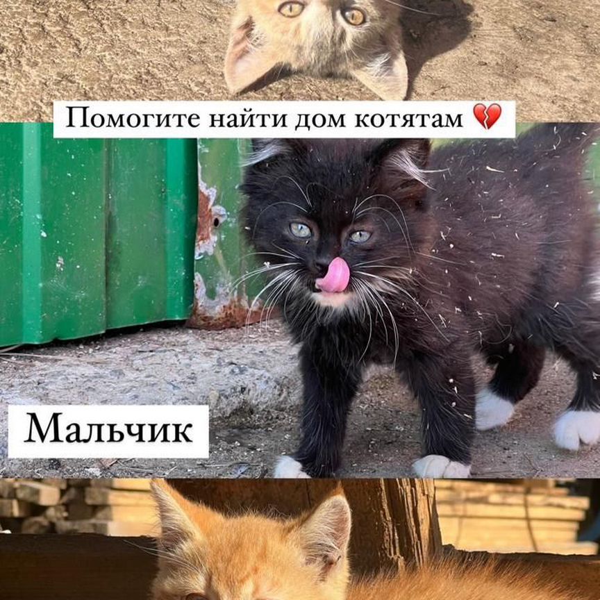 Котята ищут дом или передержу