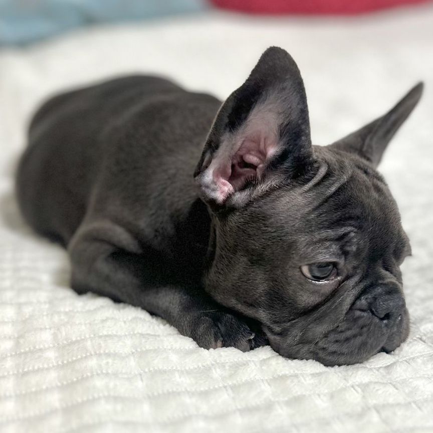 Французский бульдог, щенок
