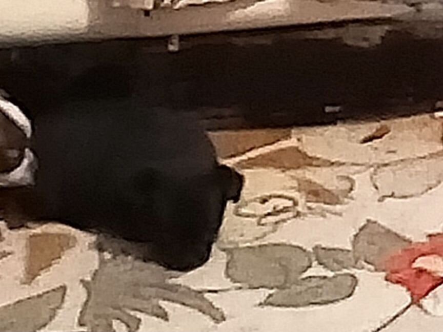 Продам кутят парода чихуахуа