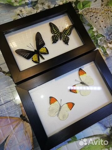 Бабочки в рамках