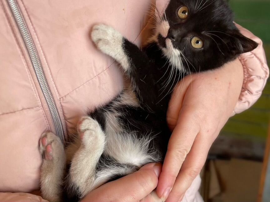 Котята 1,5 мес. мальчик в добрые руки бесплатно