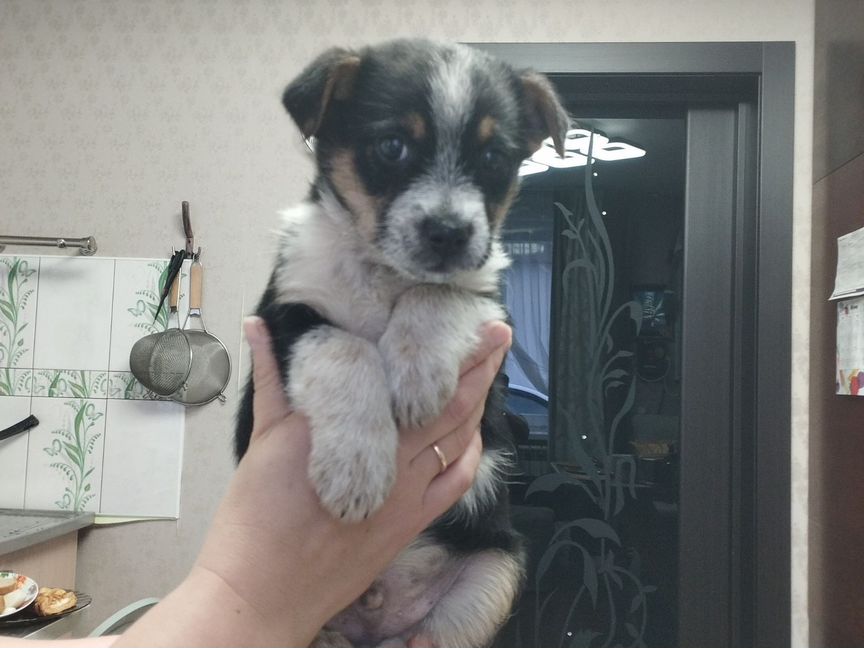 В добрые руки щенок дворняжки, бесплатно