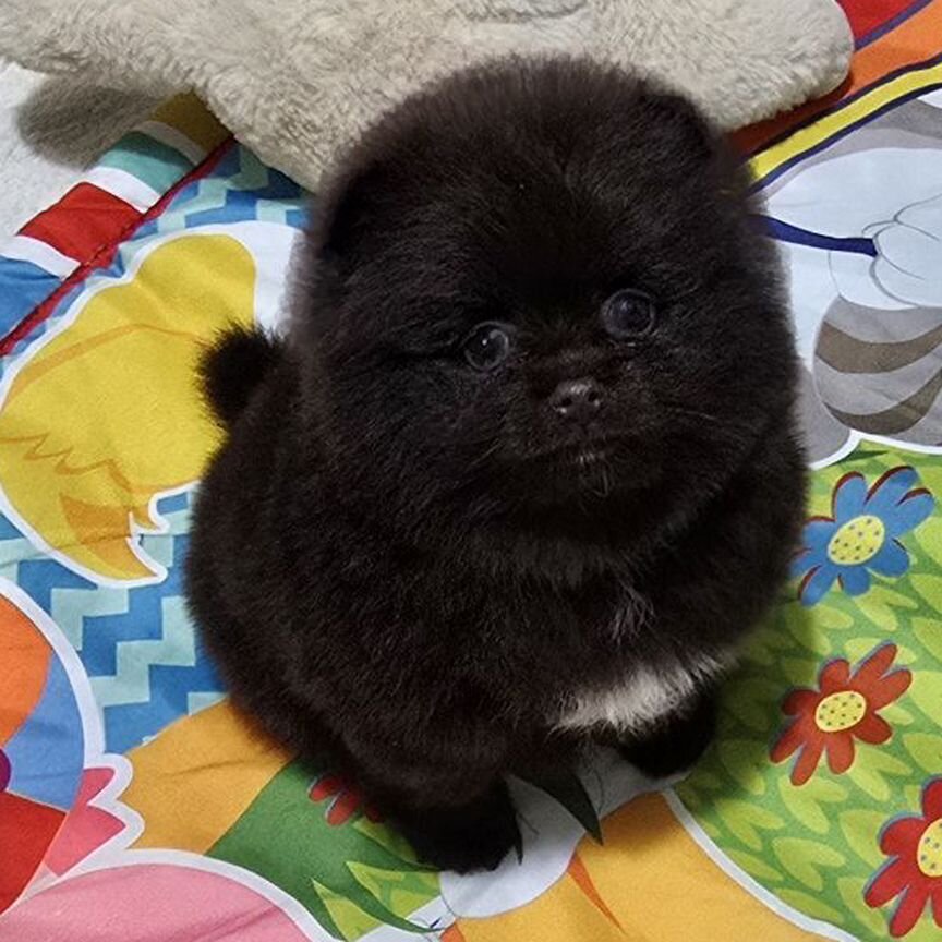 Померанский шпиц, щенок