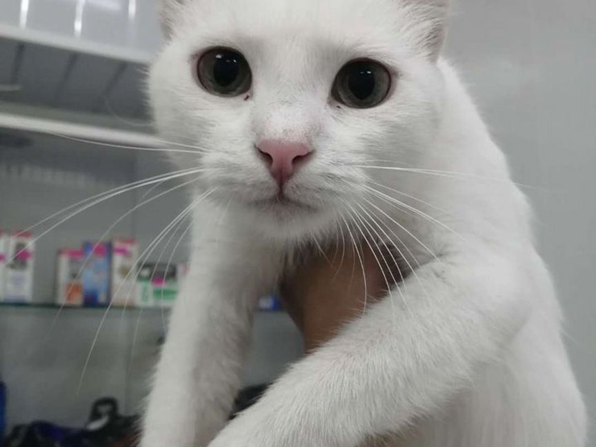 Турецкая ангора