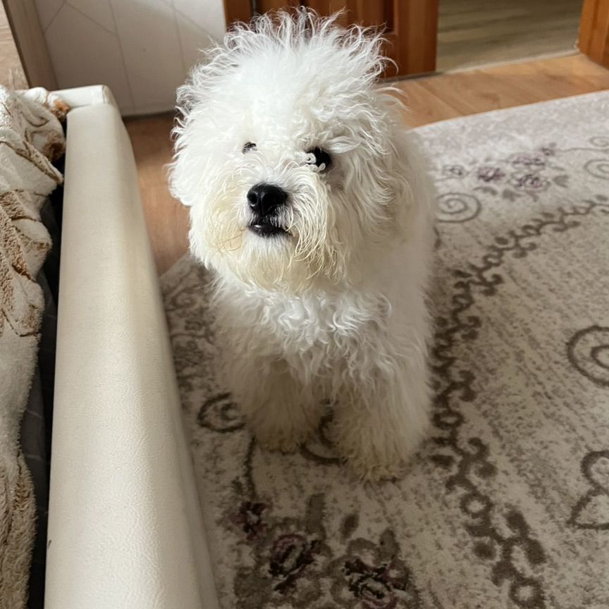 Бишон фризе подрощенный